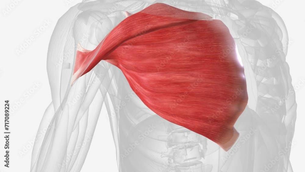 Muscles of right pectoral girdle . Stock Video | Adobe Stock