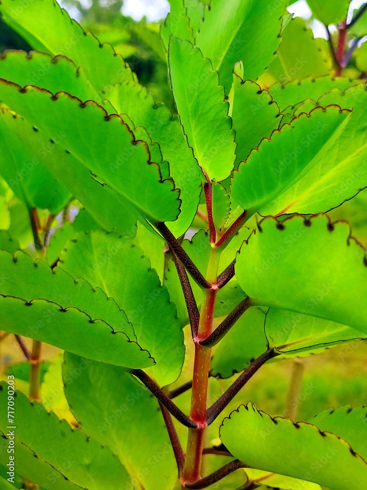 Bryophyllum pinnatum or Kalanchoe pinnata commonly known as cathedral ...