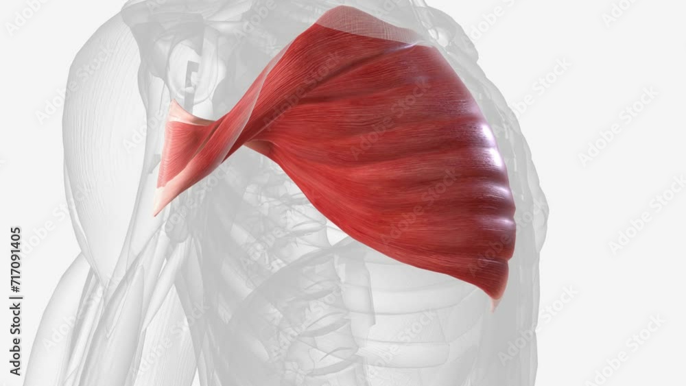 The pectoralis major is the superior most and largest muscle of the ...