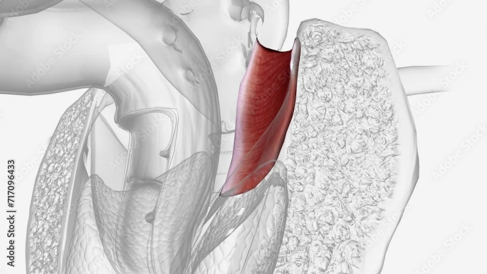 The coccygeus muscle or ischiococcygeus is a muscle of the pelvic floor ...