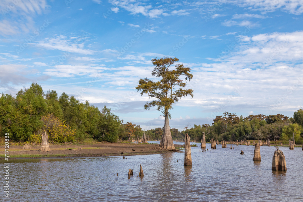 A Lone Tall Cypress Tree in the Atchafalaya Swamp, Louisiana, amidst a ...