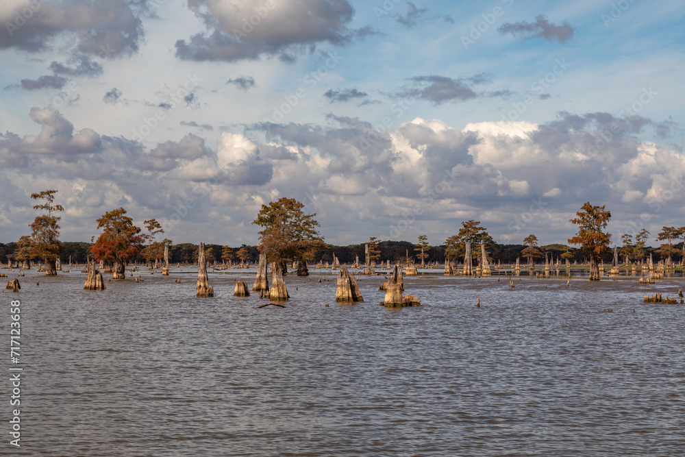 Majestic Cypress Trees and Stumps Standing in Low Water in the ...