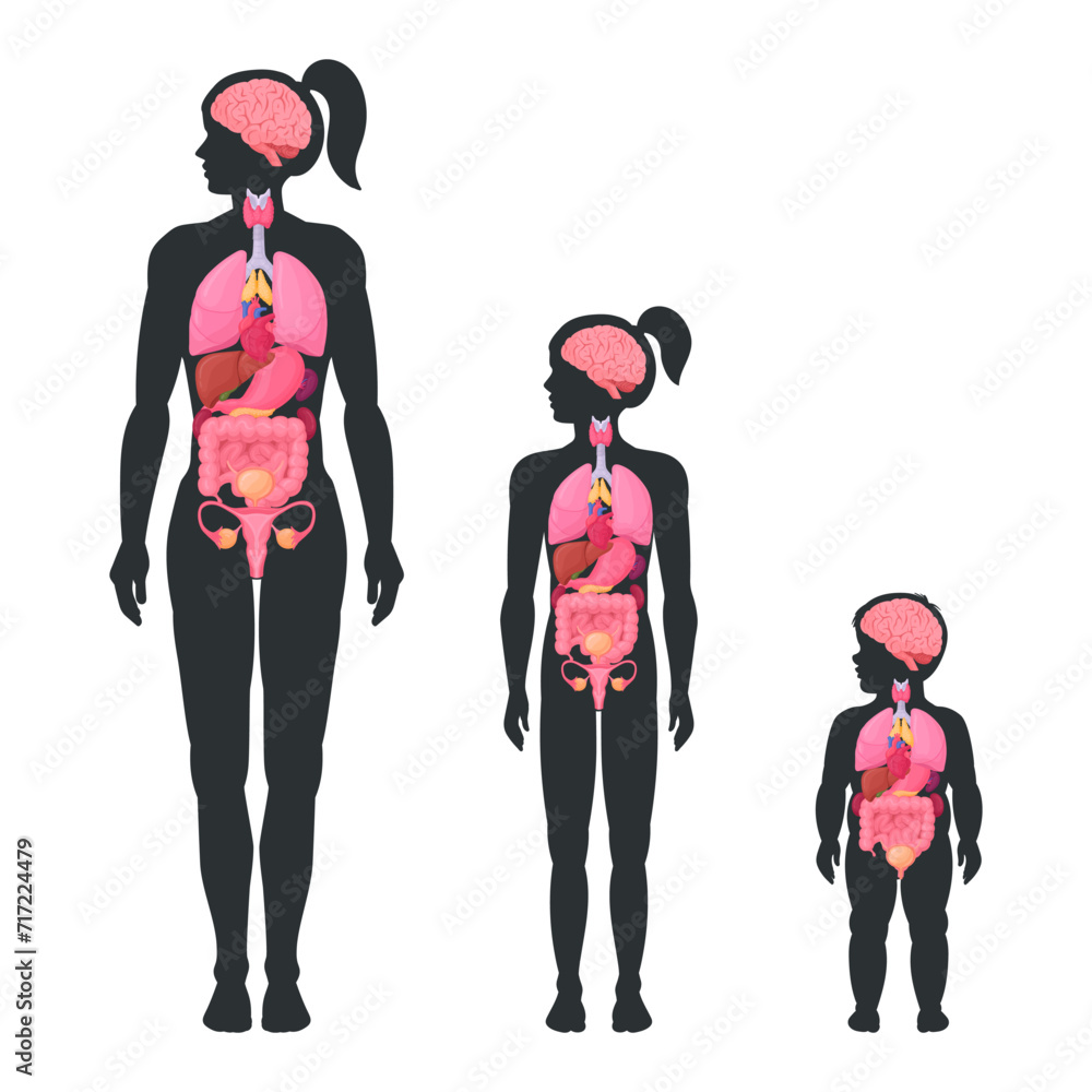 Female internal organs scheme. Woman, girl and toddler internal organs ...