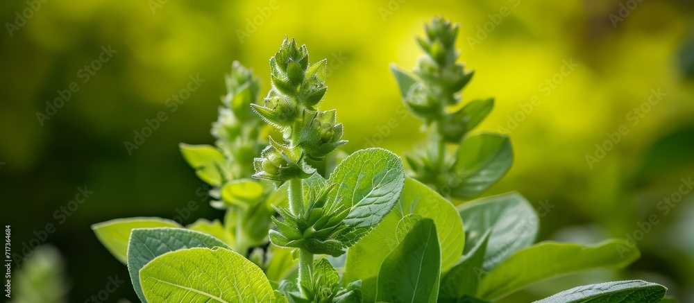 Early in spring, the Mullein plant, known as Verbascum thapsus, grows ...