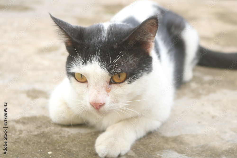 Indonesia's Sumatran wild cat is now widely kept and cared for by the ...