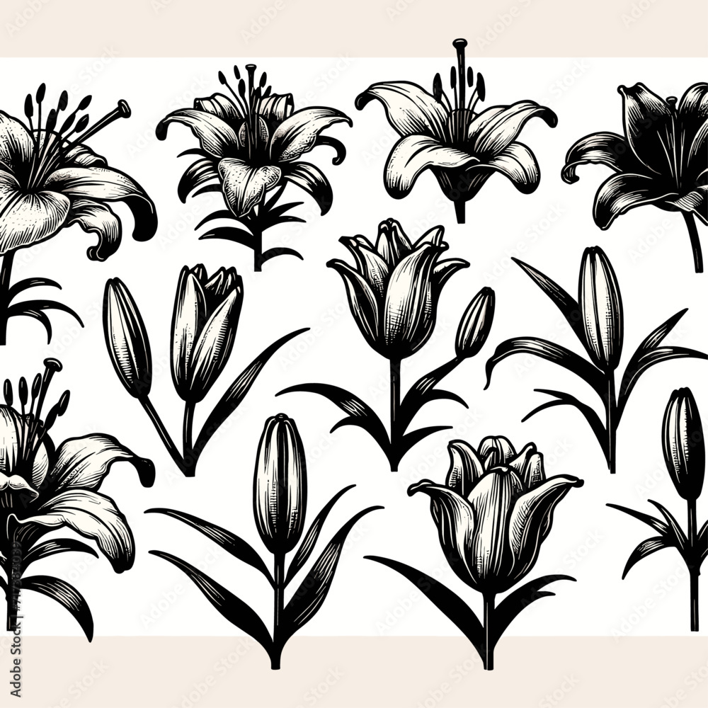 Detailed Lily Poses - Vector Silhouette Collection 03 Stock Vector ...