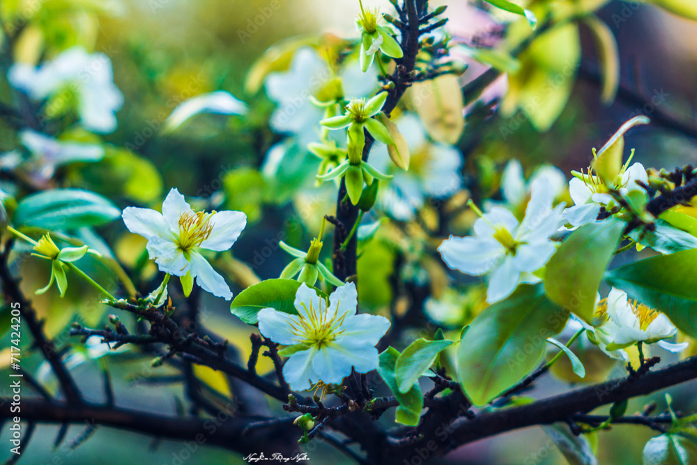 Ochna integerrima bloom brightly every spring, so Ochna ...