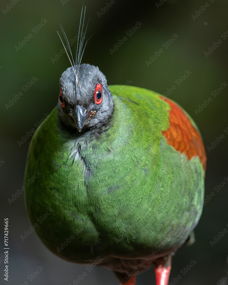 Crested Partridge (Rollulus rouloul) showcasing its exquisite and ...