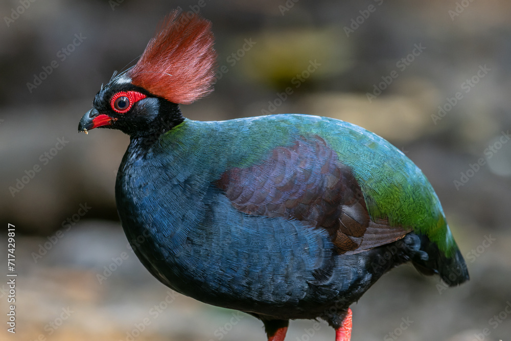 Crested Partridge (Rollulus rouloul) showcasing its exquisite and ...