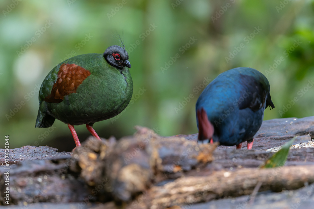 Crested Partridge (Rollulus rouloul) showcasing its exquisite and ...