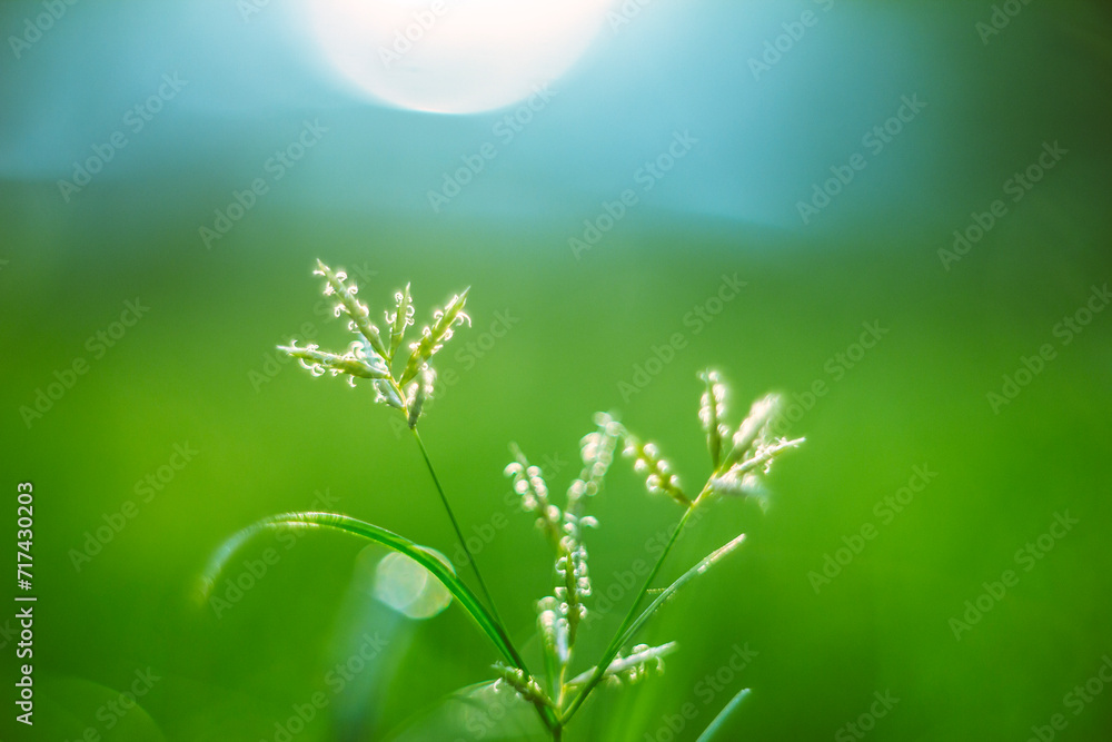 Chrysopogon aciculatus diuretic plants, Chrysopogon aciculatus ...