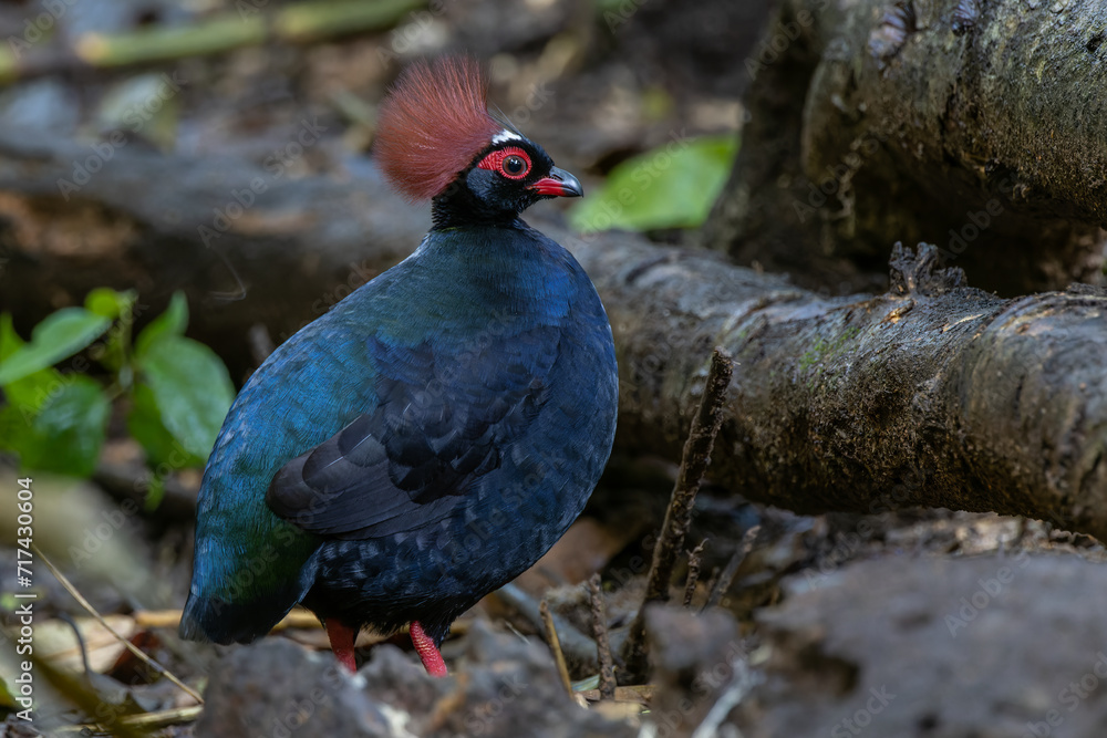 Crested Partridge (Rollulus rouloul) showcasing its exquisite and ...