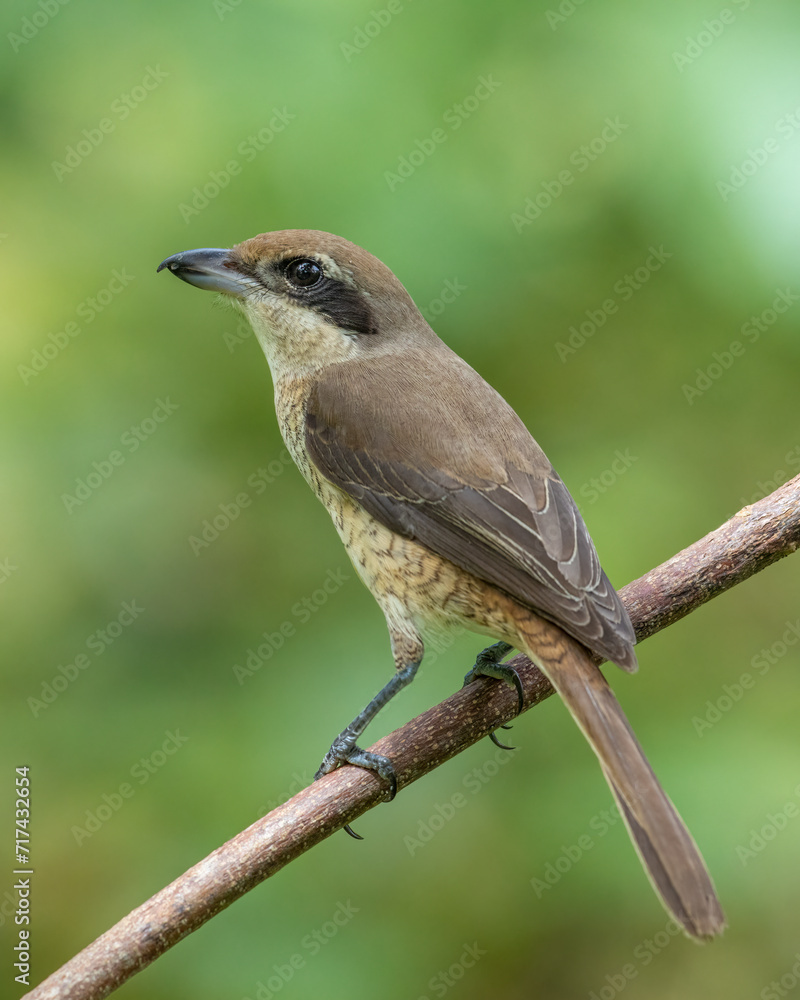 Nature wildlife image of Graceful Brown Shrike A Master of Stealth and ...