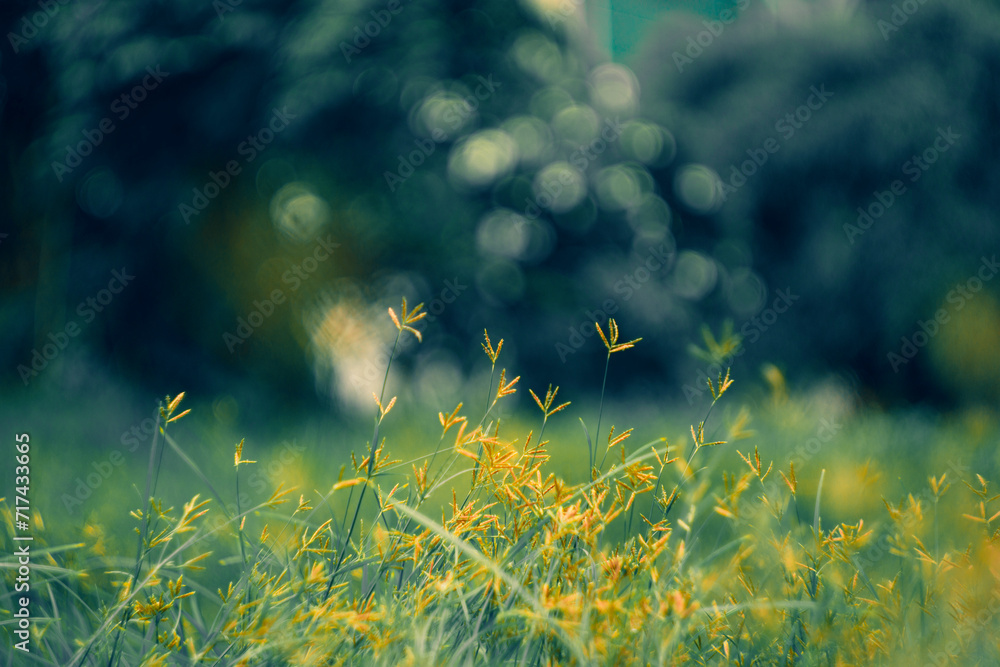 Chrysopogon aciculatus diuretic plants, Chrysopogon aciculatus ...