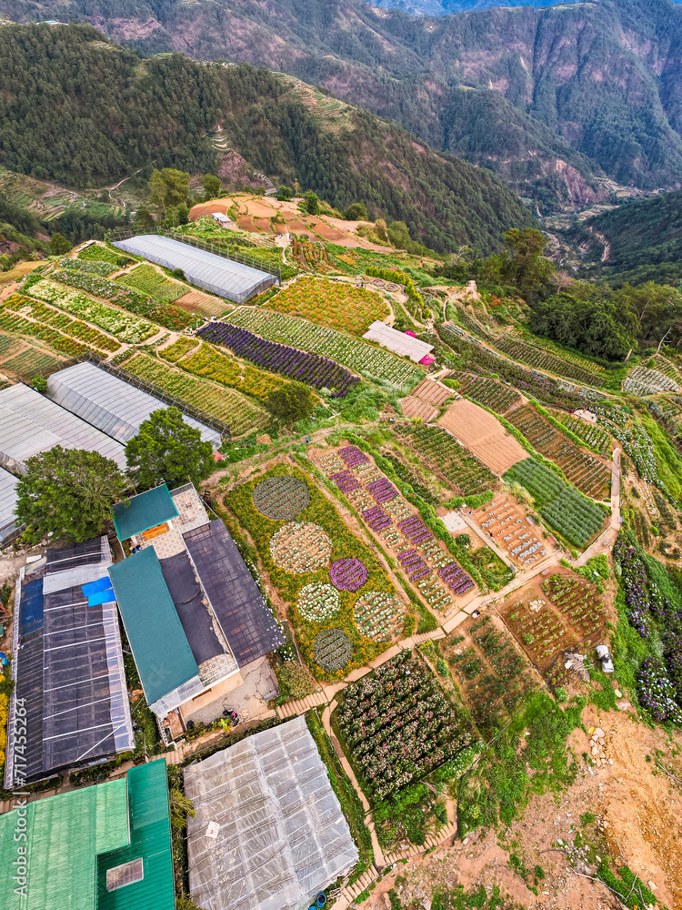 Bird's eye view of colorful, terraced agricultural land with flower ...