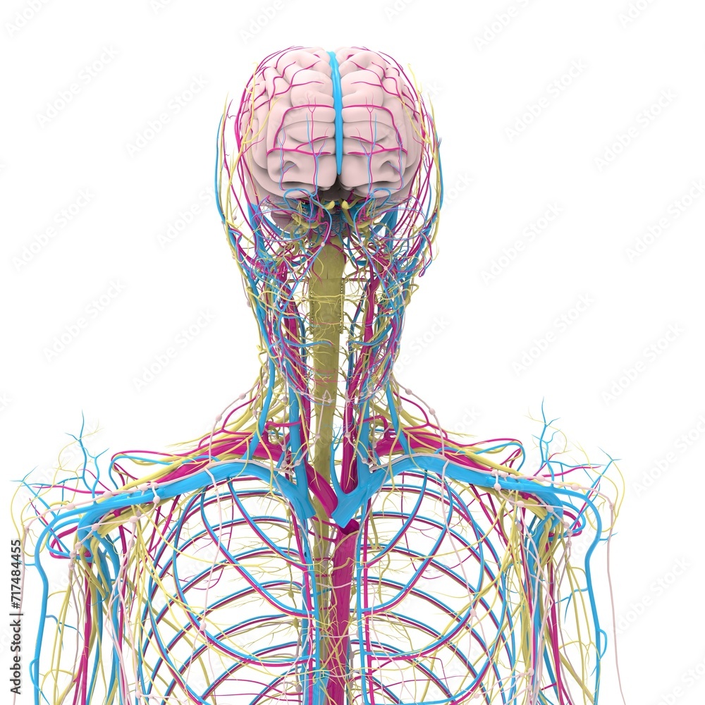 human brain blood vessels and nerves and lymph node system anatomy ...