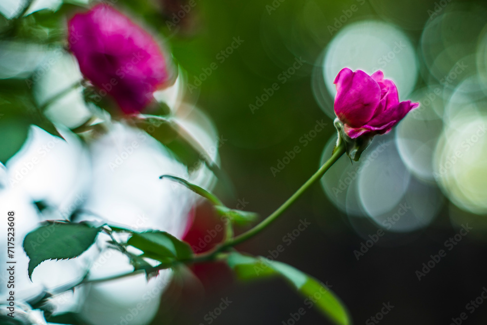 .Flower power, signs of peace, stop violence, peaceful protest symbol ...