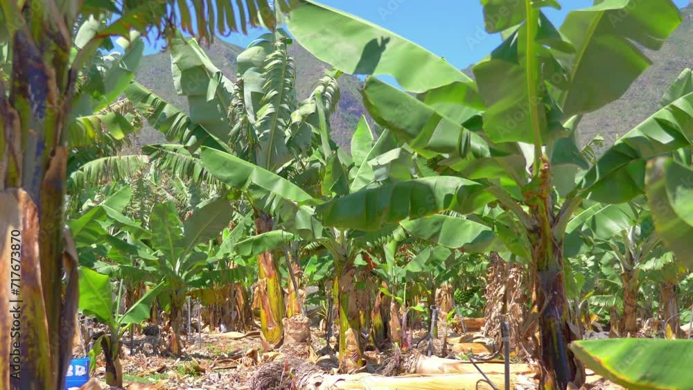 Banana tree in the garden in 4k slow motion 60fps Stock-Video | Adobe Stock