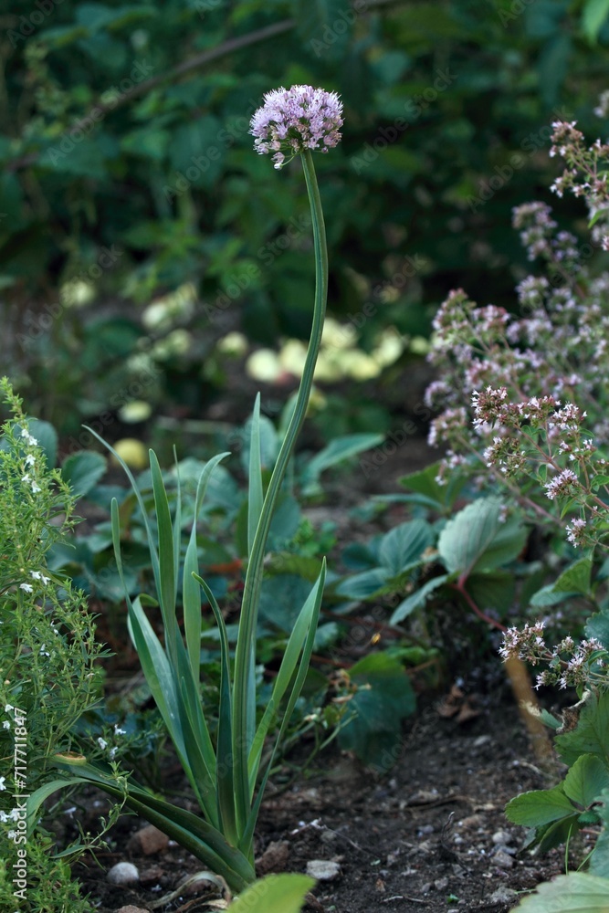 Alium nutans is a Siberian species in a herb garden, oreganum and ...