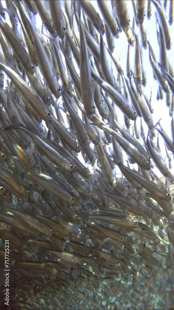 Vidéo Stock Vertical footage, Bottom view, Close up of large school of ...