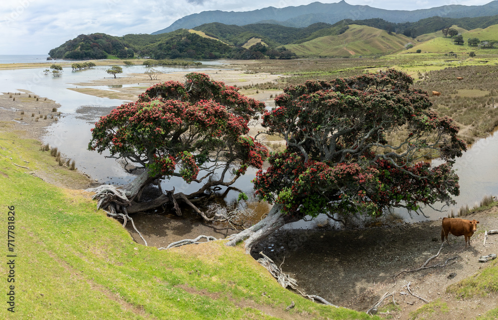 Aerial: flowering pohutukawa trees and wetlands. Far north of ...
