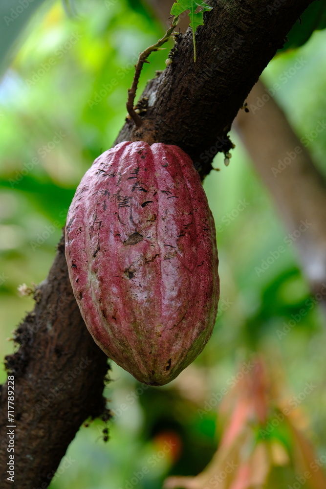 Cocoa is a tree cultivated on plantations that originates from South ...