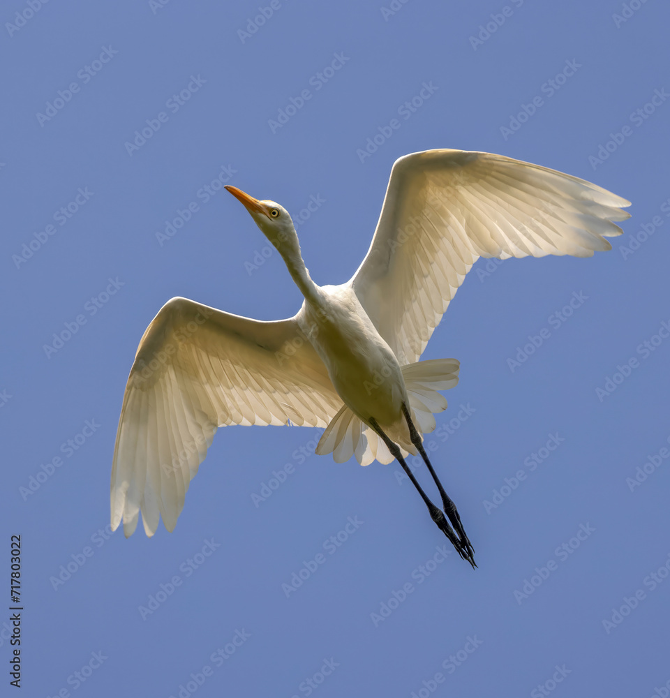 Flying Cattle Egret. Cattle Egret is a gregarious species and is most ...