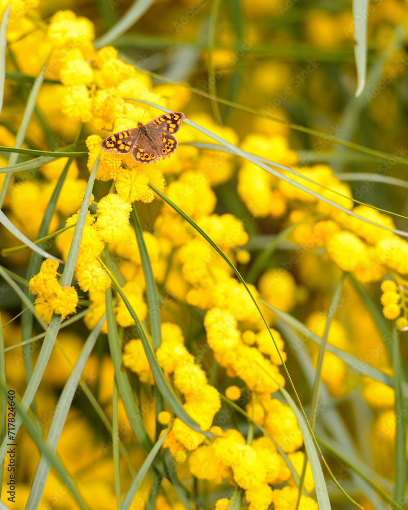 MARIPOSA MACULADA (PARARGE AEGERIA) SOBRE LAS FLORES AMARILLAS DE UNA ...