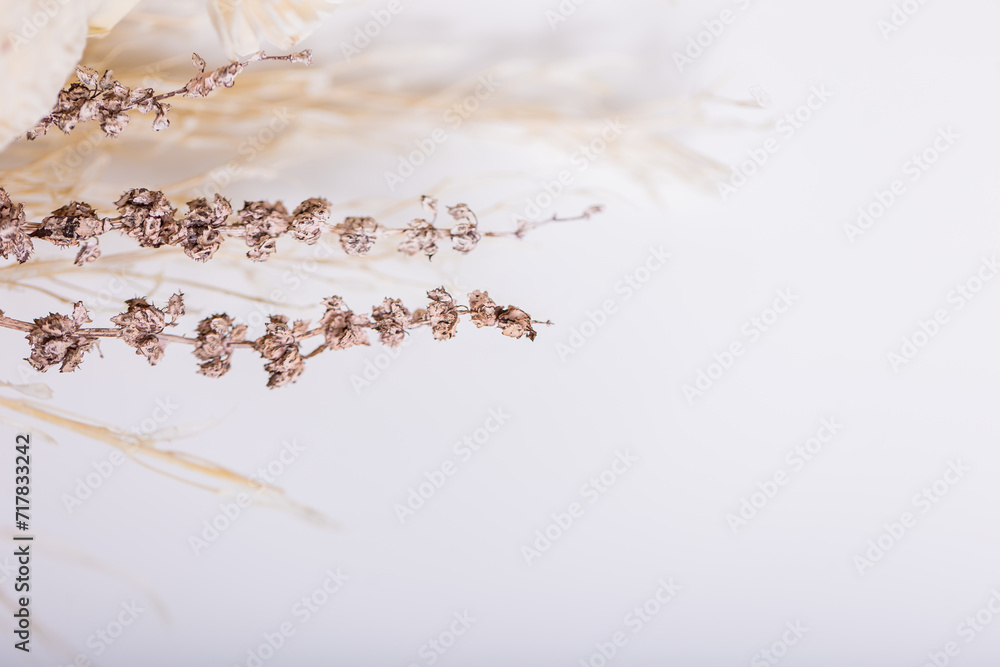 Boho-inspired backdrop with spring vibes, featuring delicate stems and ...