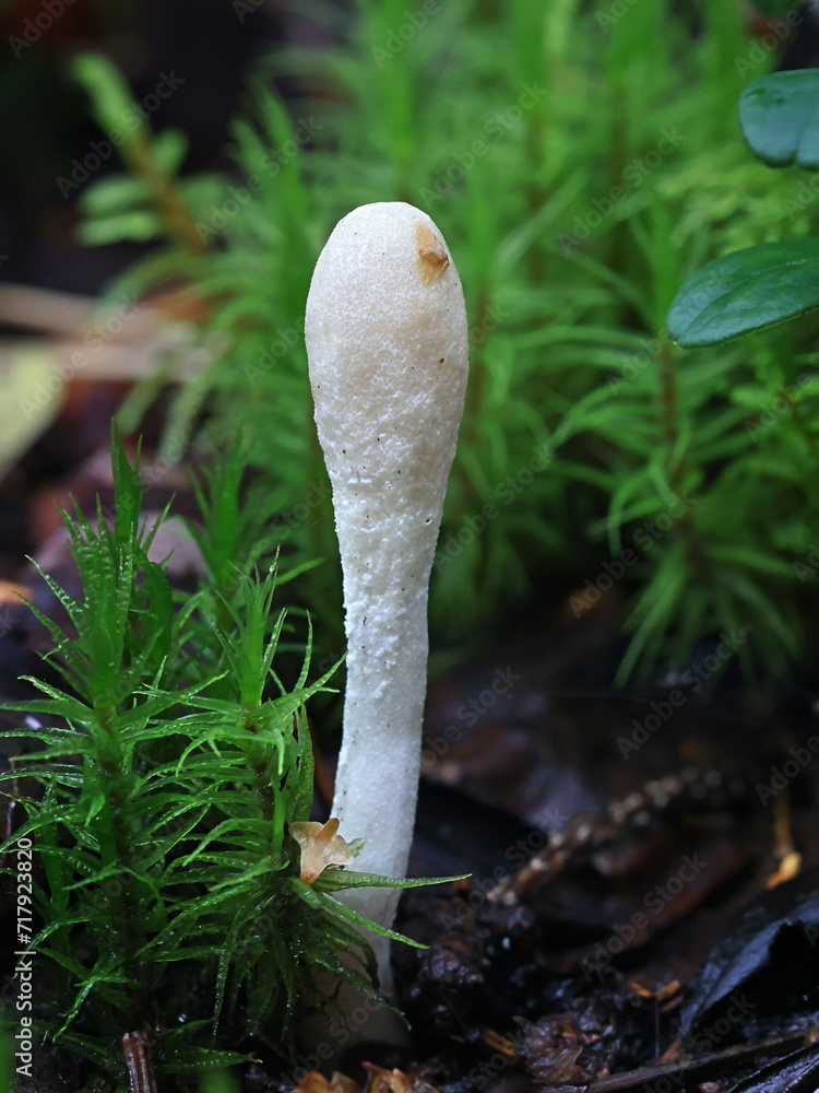 Trichoderma leucopus, also called Hypocrea leucopus, a parasitic sac ...