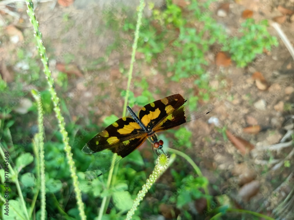 Rhyothemis variegata, known as the common picture wing or variegated ...