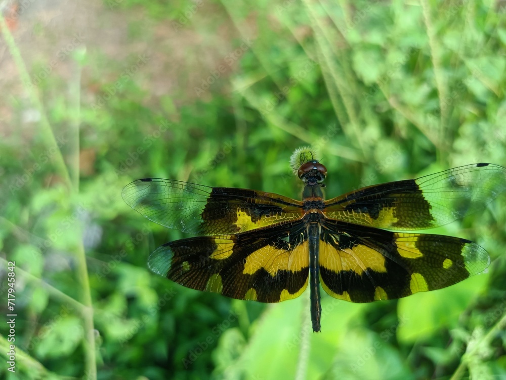 Rhyothemis variegata, known as the common picture wing or variegated ...