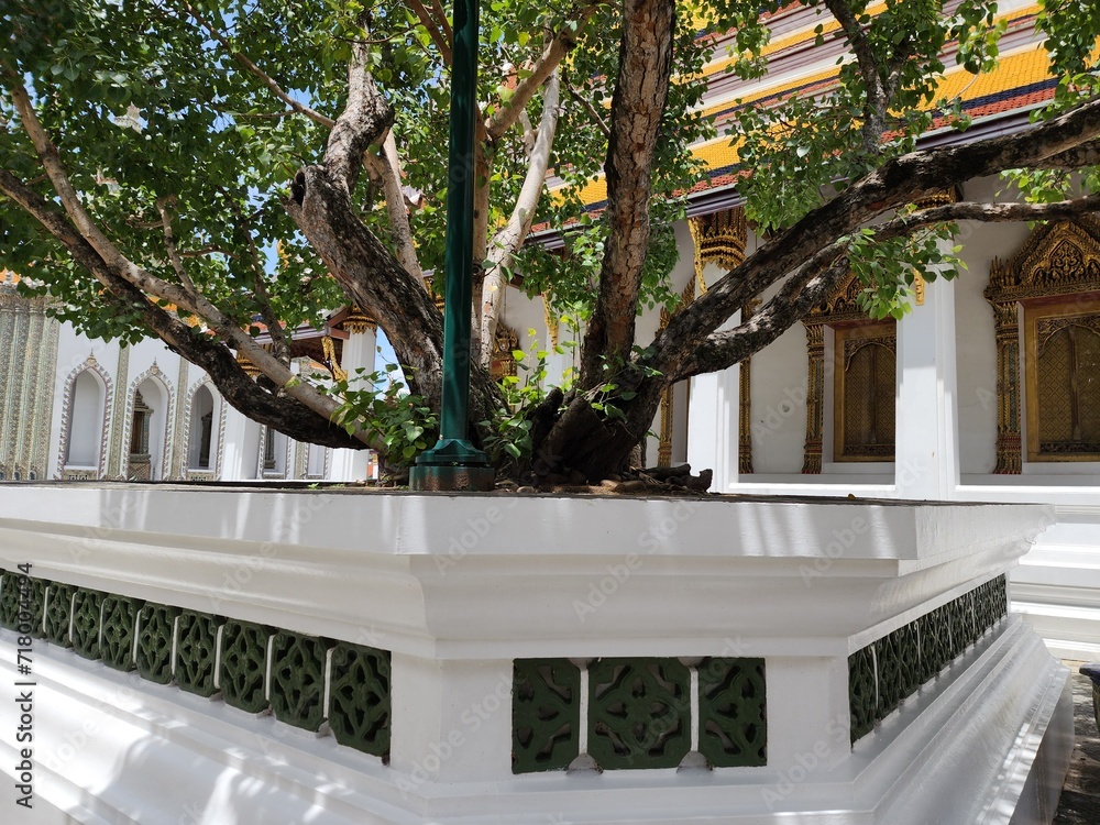 Ficus religiosa is a large deciduous tree. Branches form straight ...