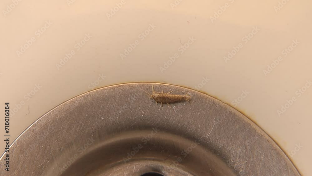 Silverfish insect in the bathroom on the sink. Problem with insects ...