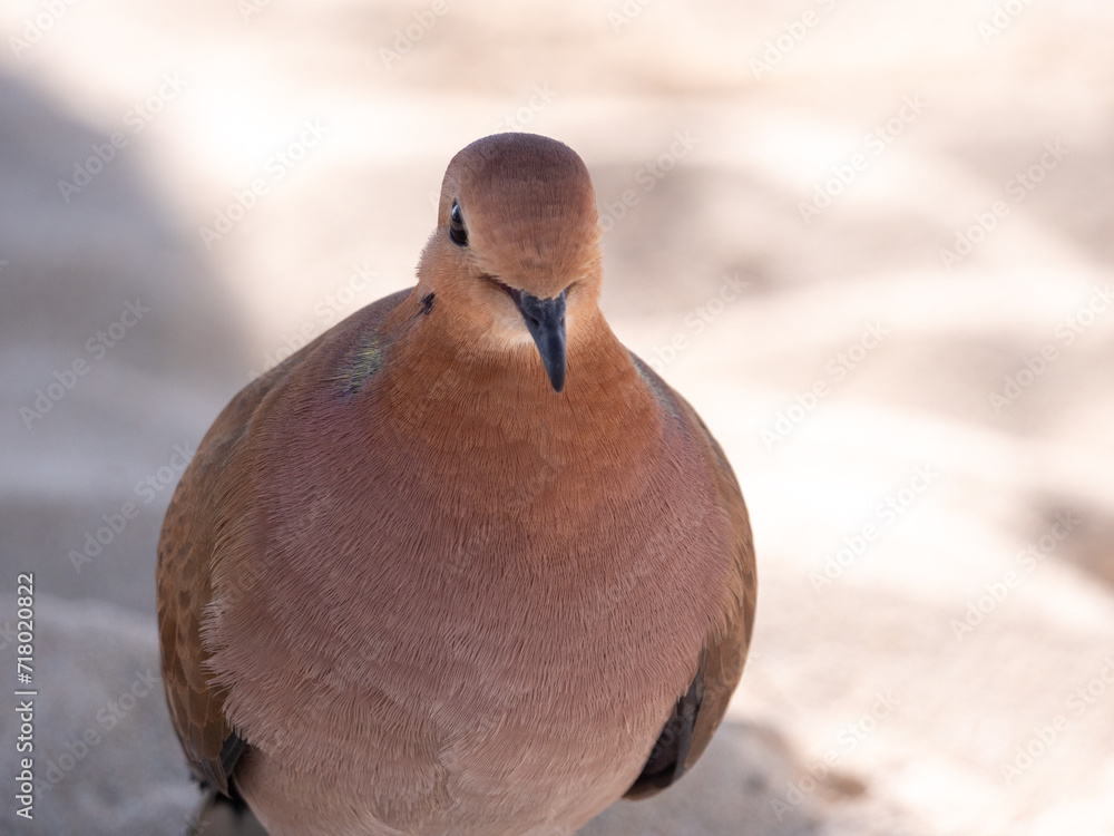 The common ground dove (Columbina passerina) is a small bird that ...
