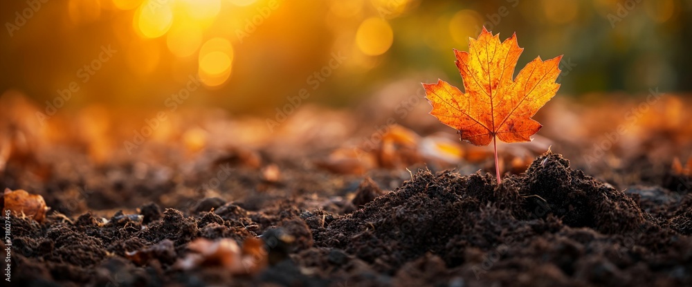 Nurturing a Maple Tree: A Detailed Perspective of Planting, with Vivid ...