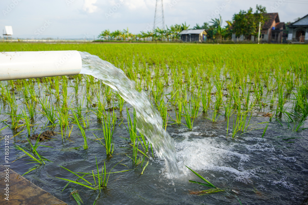 Irrigation of rice fields using pump wells with the technique of ...