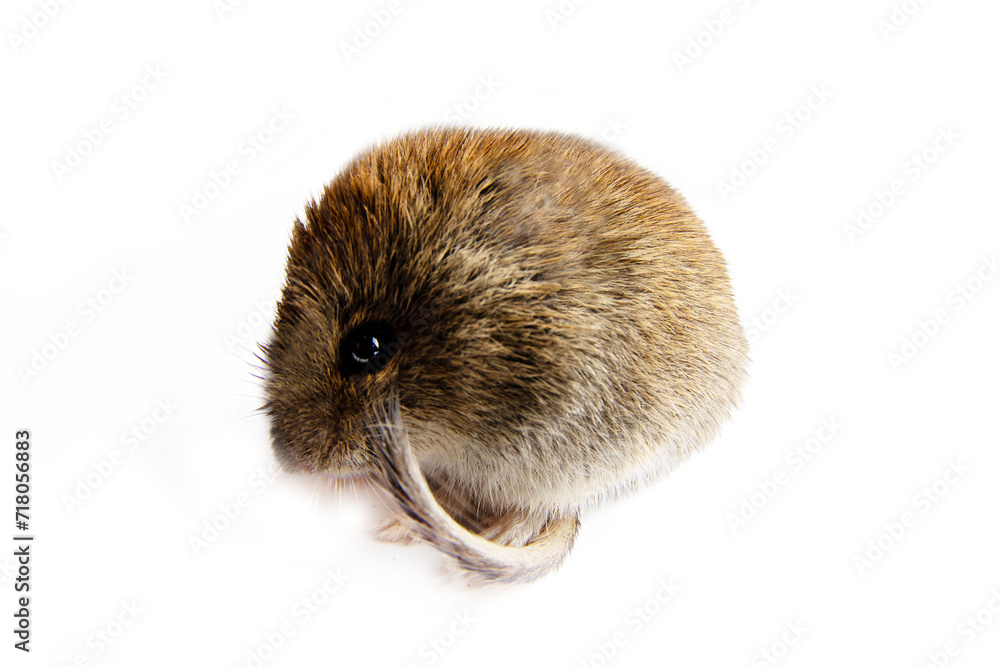 Theriology and deratization. Wild forest and field mice (Apodemus and ...