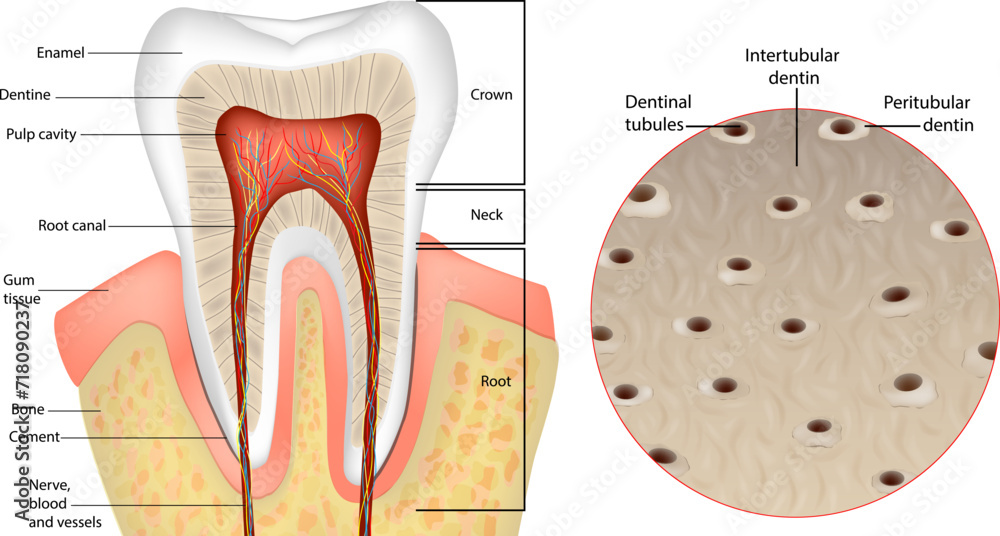 Tooth Anatomy. Cross-section of dentin. Anatomy and Histology. Dentinal tubules Stock Vector ...
