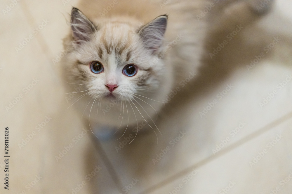 Mały kociak rasy ragdoll. Kot rasy ragdoll. Słodki mały kotek. Kot o ...