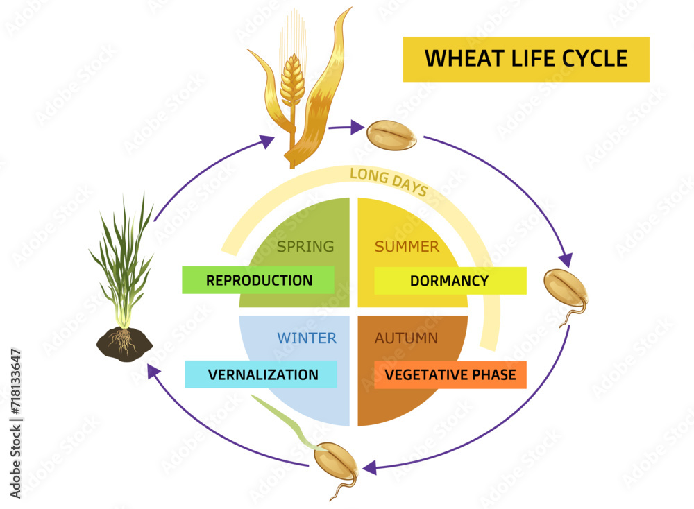 Wheat life cycle. Wheat ripening steps. Infographic, diagram ...