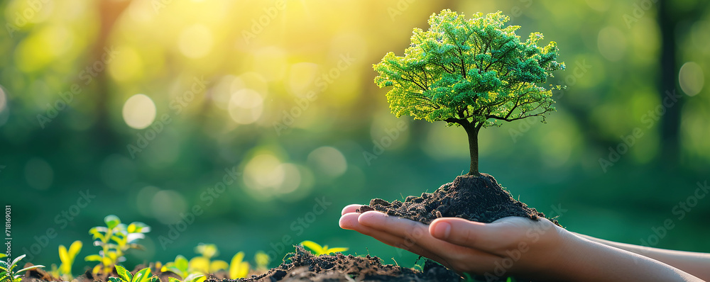 Human hands cradle a young tree with soil, symbolizing care and growth ...