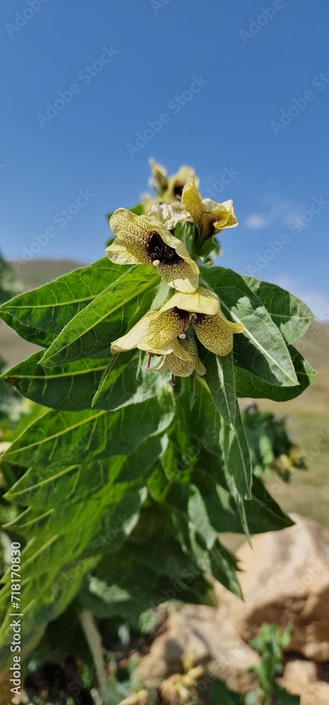 Henbane (Hyoscyamus niger, also black henbane and stinking nightshade ...