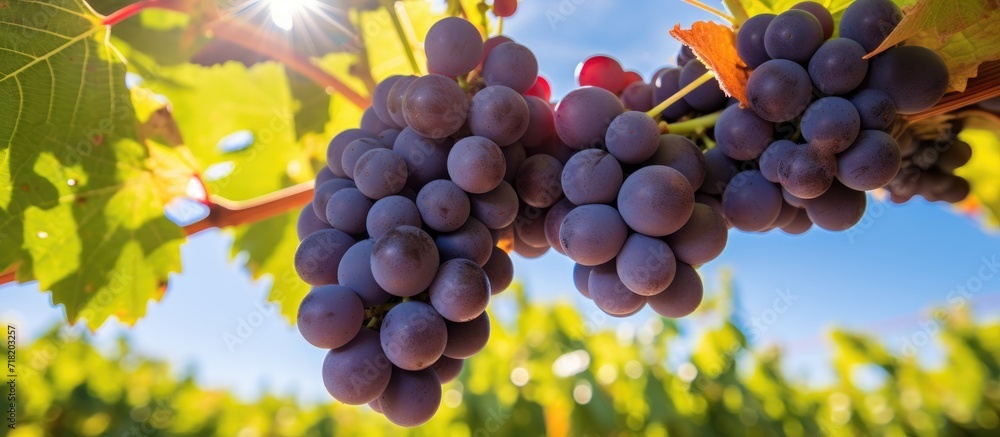 red grapes glisten on a vine in a picturesque vineyard, promising a ...