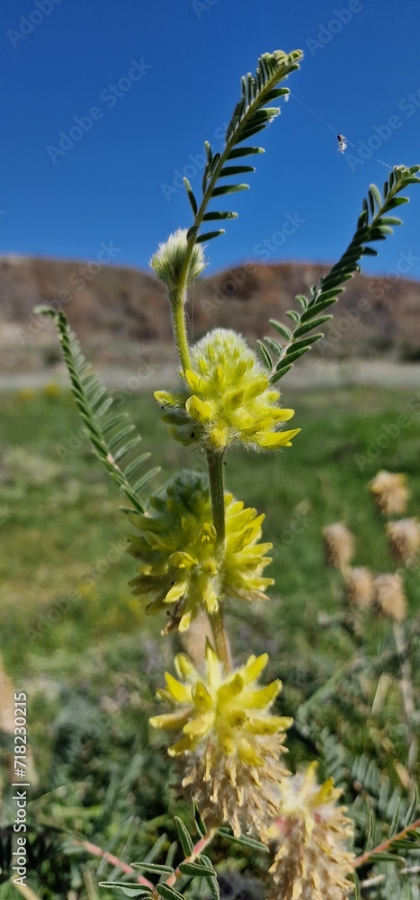 Astragalus alopecurus centralpinus, is a species of milkvetch in the ...