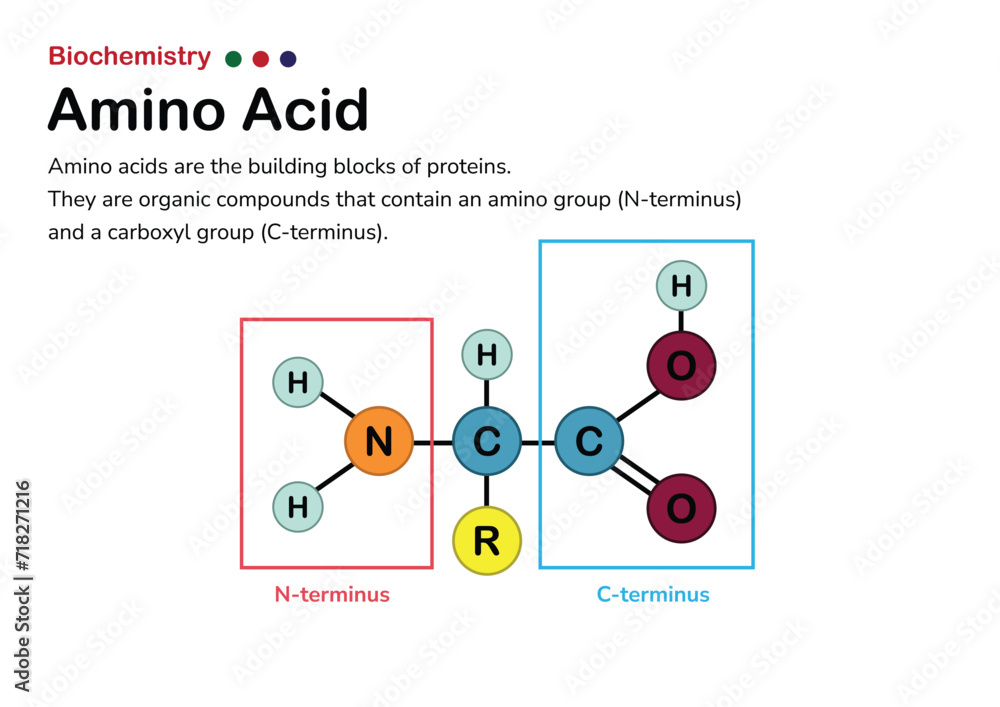 The chemical structure of an amino acid (the smallest structure of ...