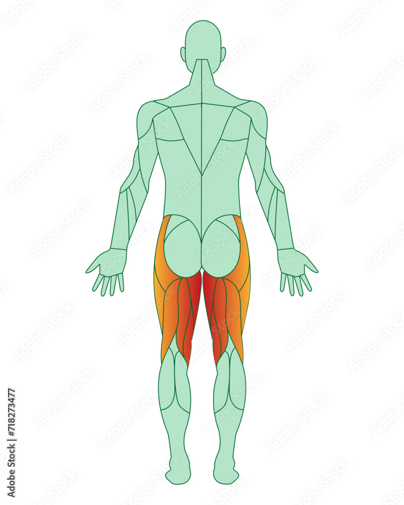 Figure of a man with highlighted muscles. The muscles of the back of ...