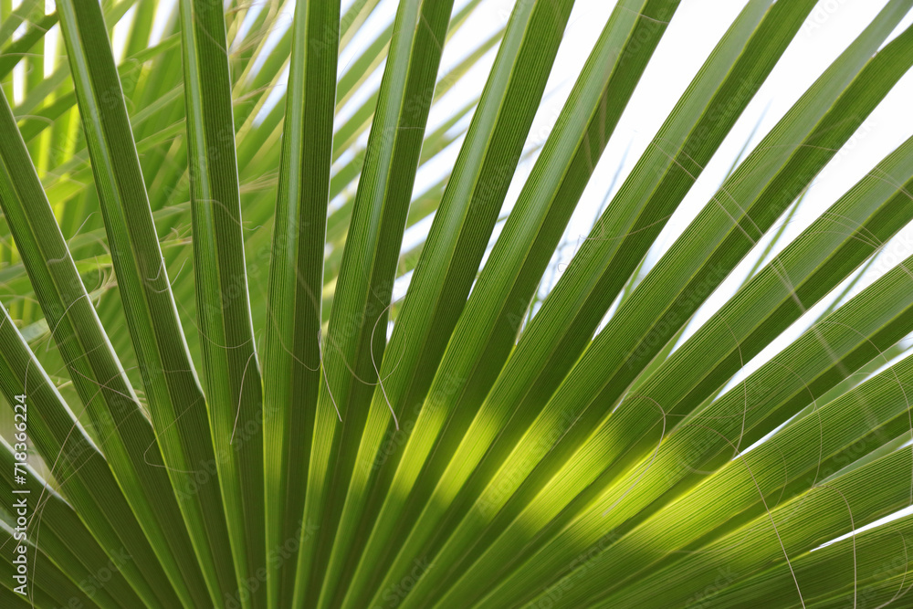 Palm trees. Tropical trees. Tropical plant. Exotic travel. Green ...