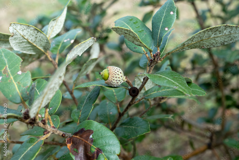 Truffle farm, cultivation of black winter Perigord truffles mushrooms ...