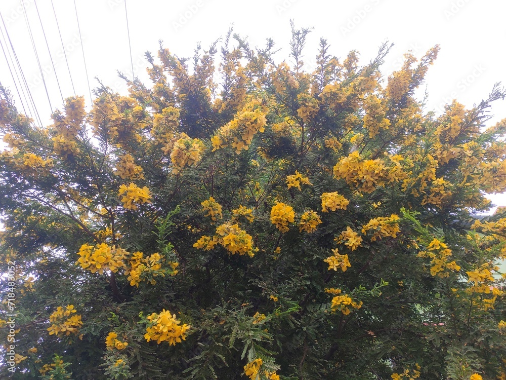 Senna spectabilis is a plant species of the legume family (Fabaceae) in ...